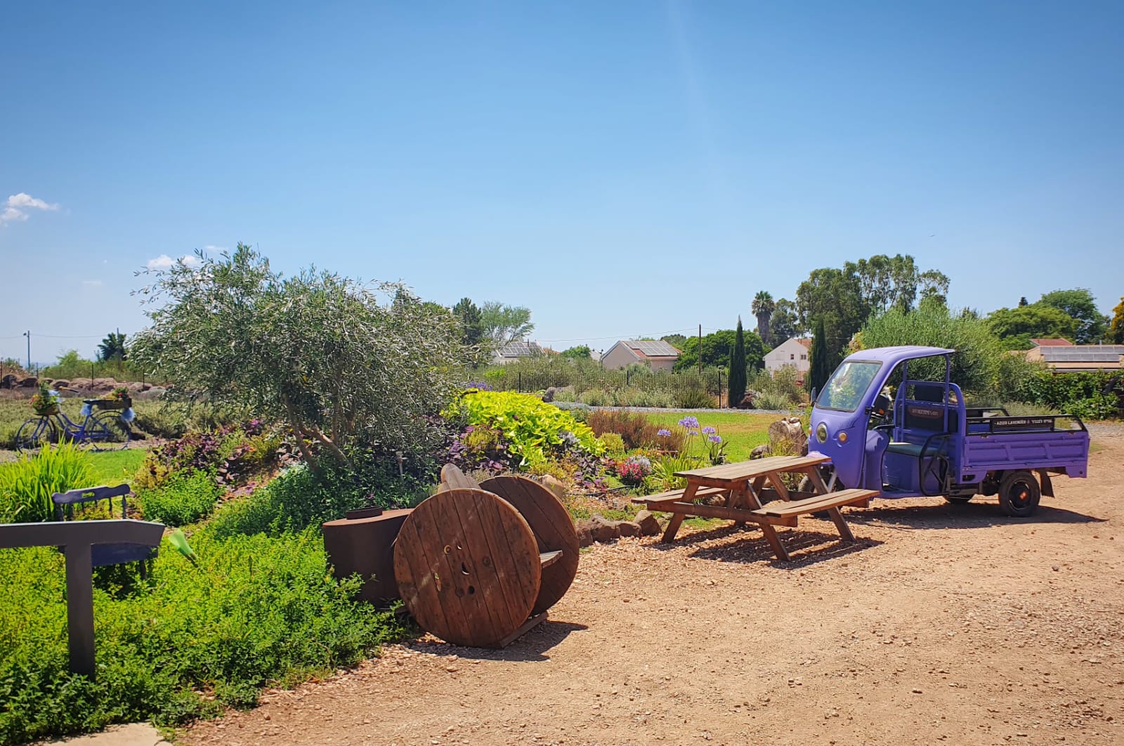 How lavender saved Israel – Inspiration from Zion: This is a Love Story